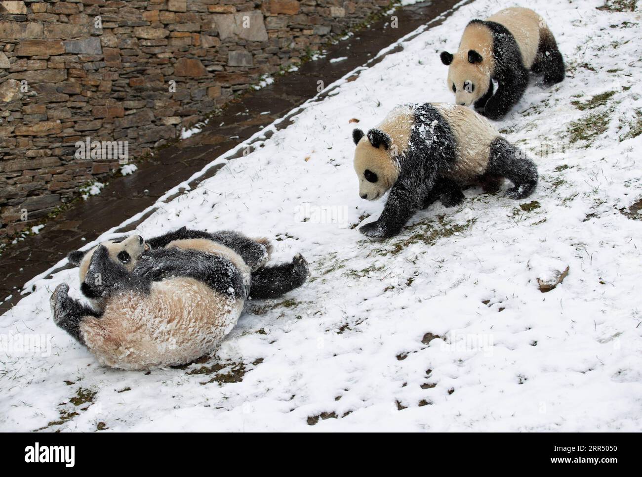 Panda china wolong panda center hi-res stock photography and images - Alamy