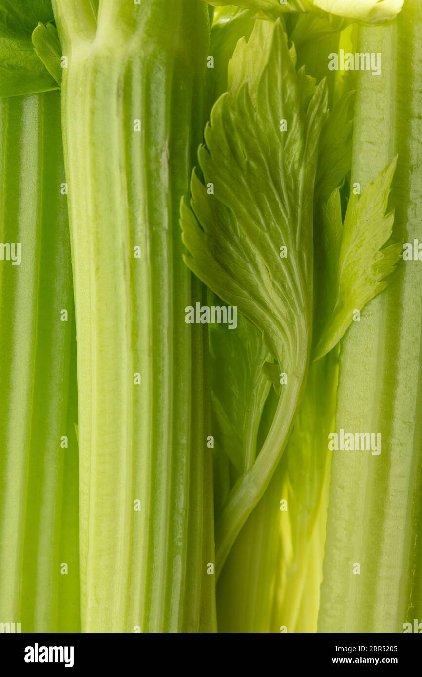 Very close up food / vegetable still life of Celery(Apium Graveolens ...