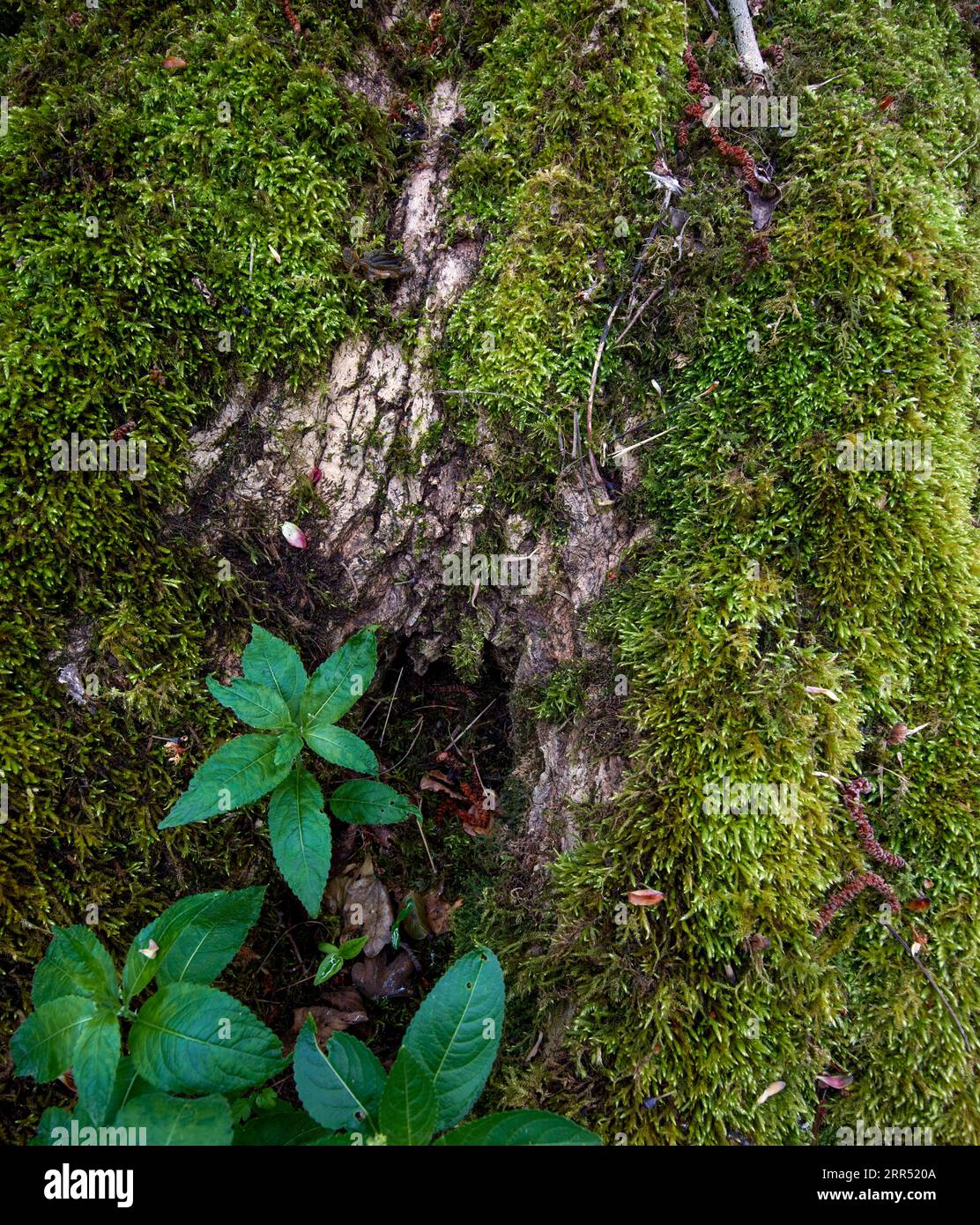 Forms of continuity in space hi-res stock photography and images - Alamy