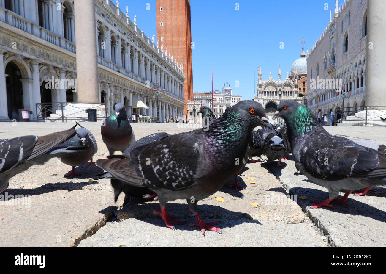 urban pigeons of the city of venice eating crumbs photographed from ...