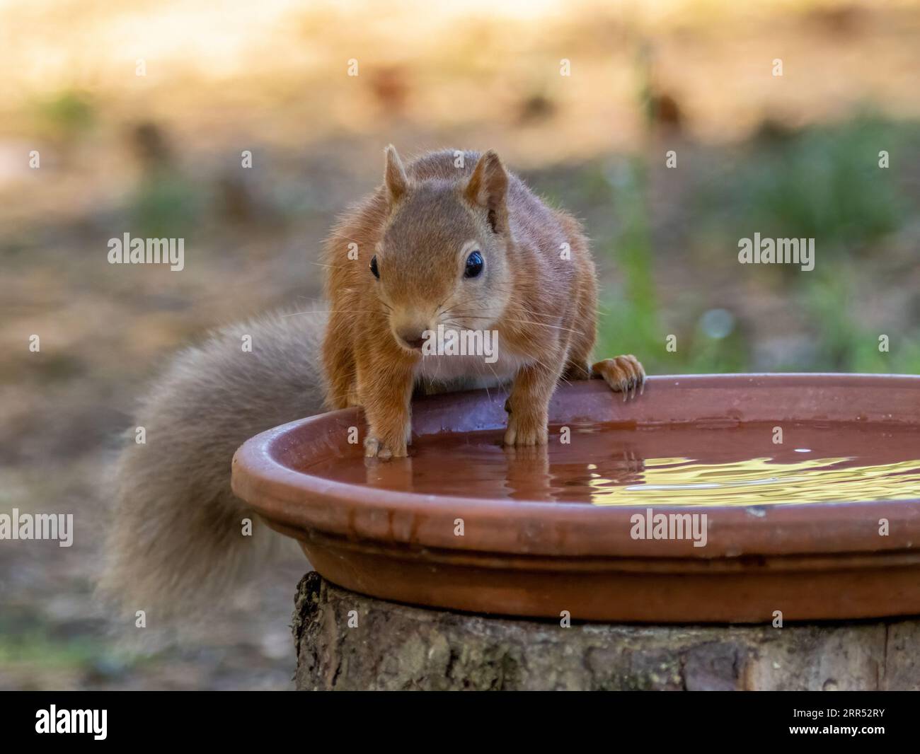 Cute little scottish red squirrel with front feet in a dish of cold ...