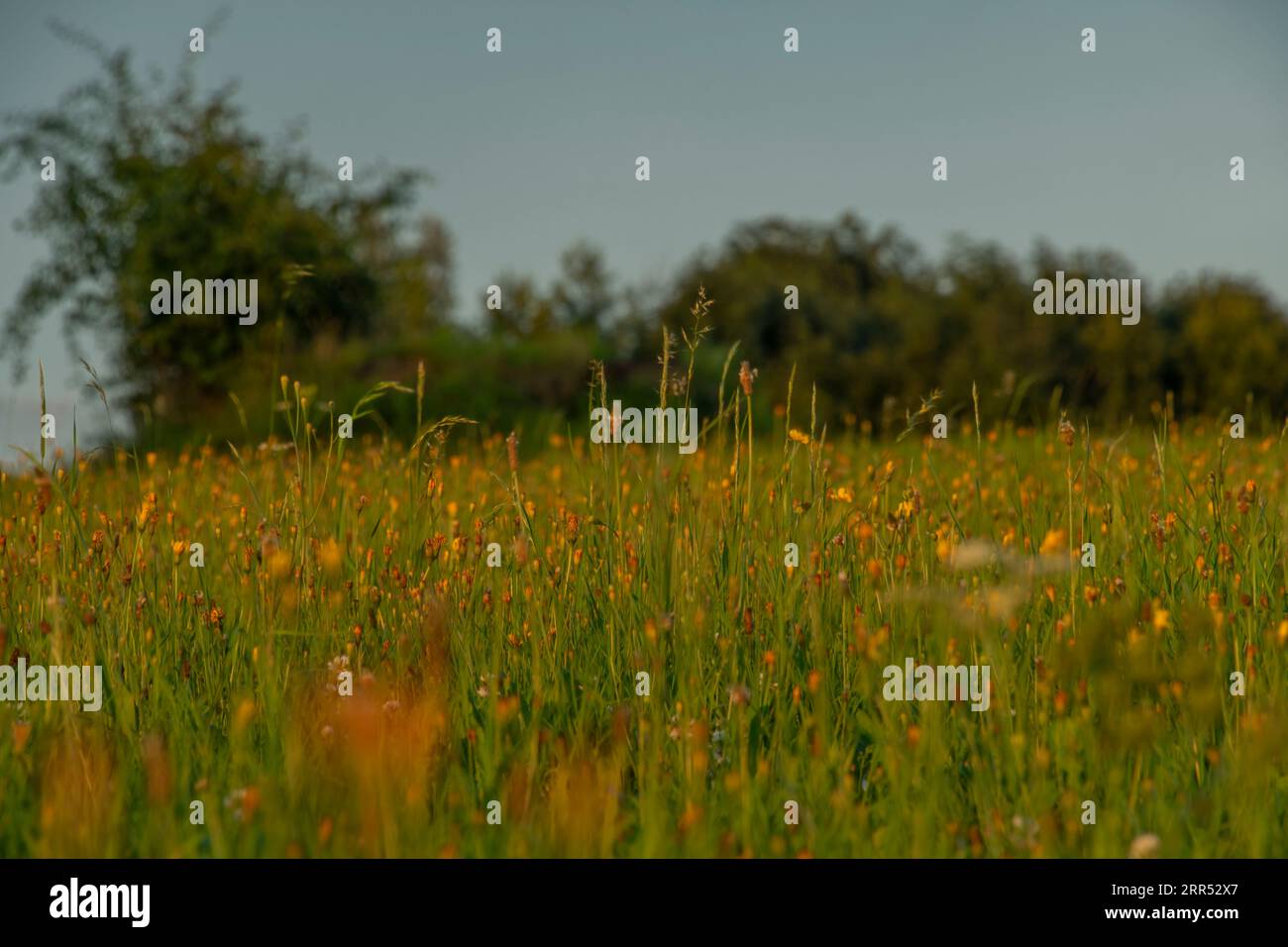 Color dark meadow with sunset color view of summer nice sun Stock Photo ...