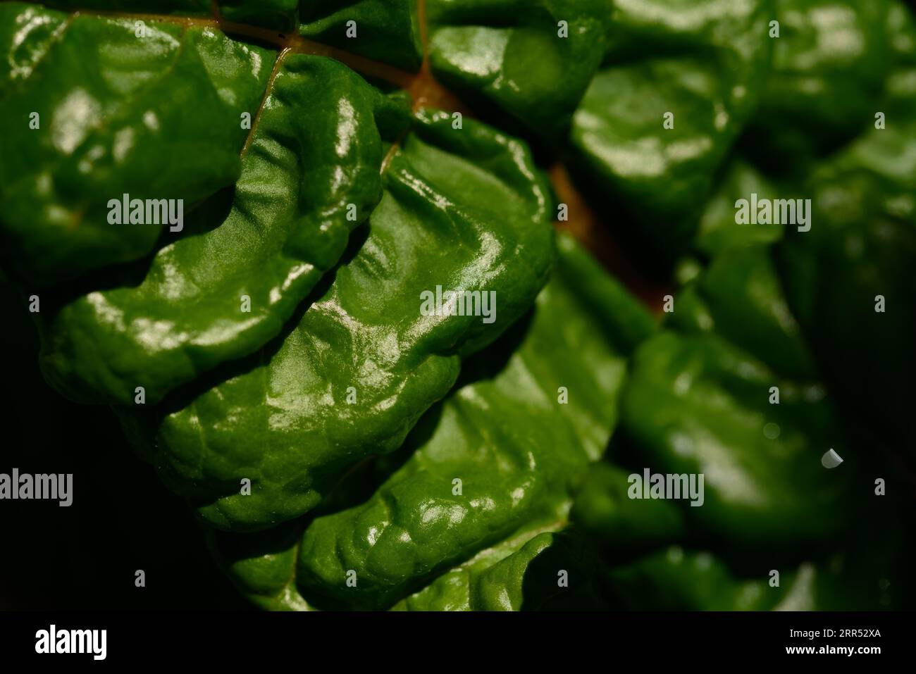 mangold in the organic garden. Mangold leaf Stock Photo - Alamy