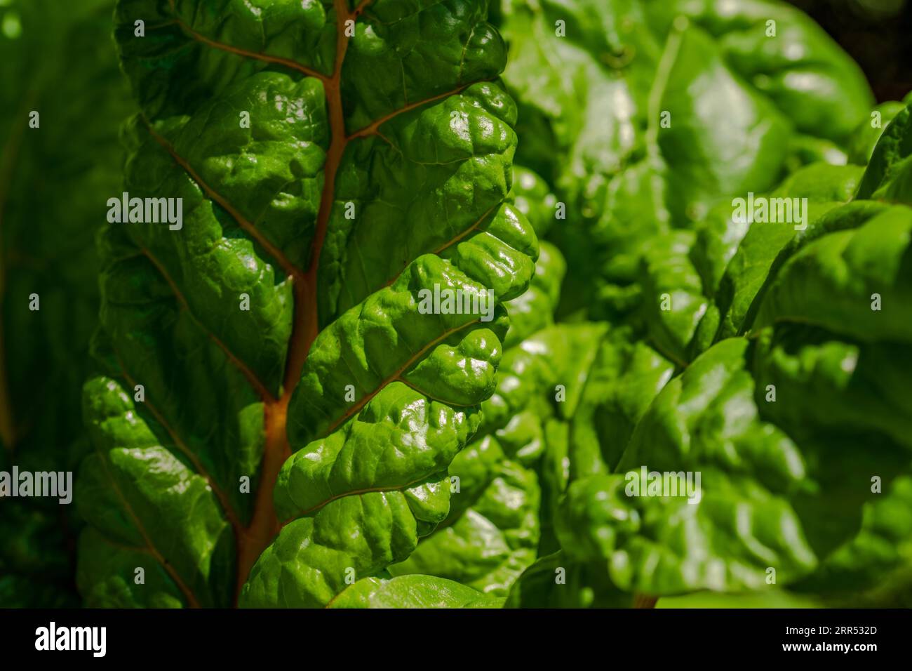 Leaf salad pattern hi-res stock photography and images - Alamy