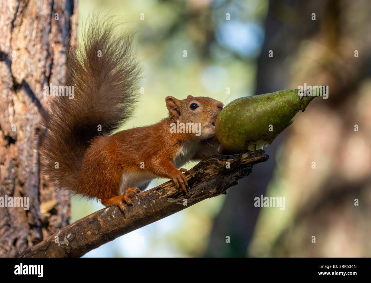Cute and hungry little scottish red squirrel enjoying eating a juicy ...