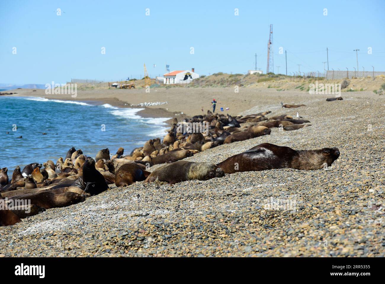 Sea lions in Patagonia Beach . Patagonia, Argentina Stock Photo - Alamy