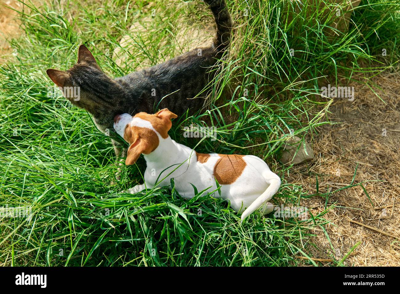 Jack Russell terrier puppy playing with tabby cat outdoor. Cute ...