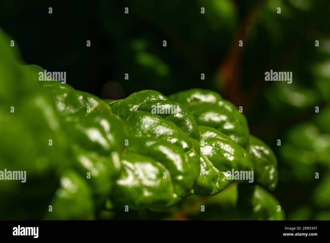 Mangold leaf hi-res stock photography and images - Alamy