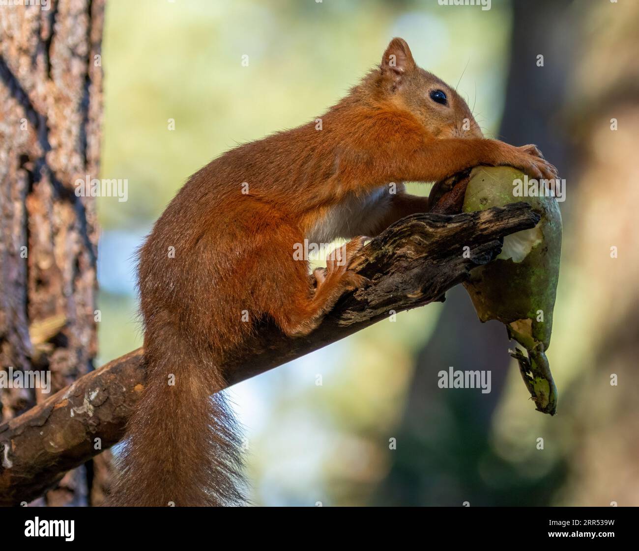 Cute and hungry little scottish red squirrel enjoying eating a juicy ...