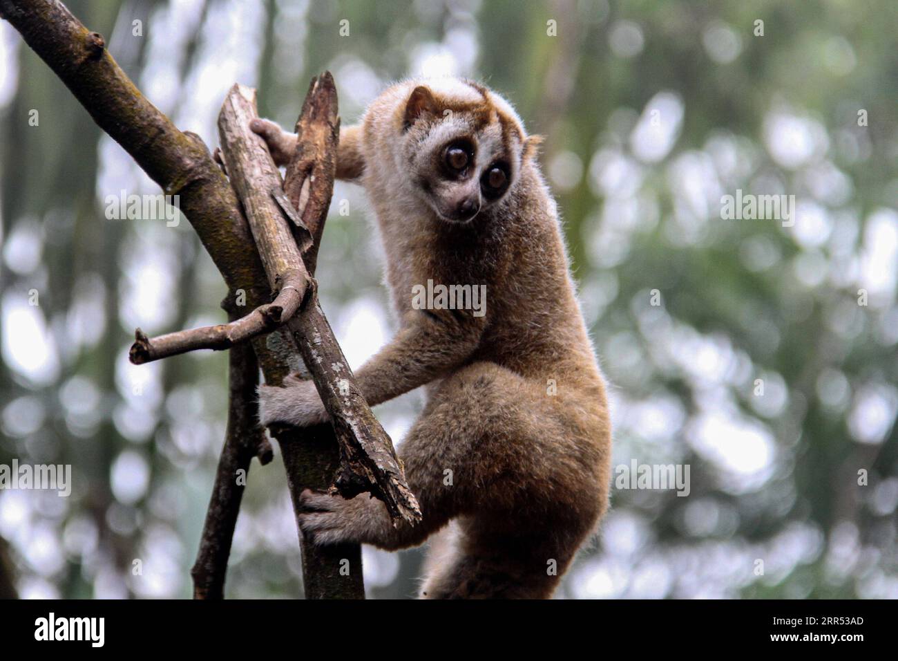 Lorises hi-res stock photography and images - Alamy