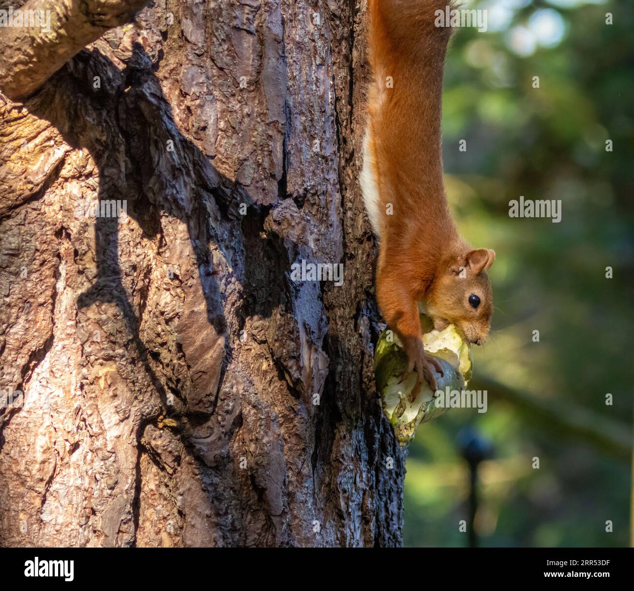 Cute and hungry little scottish red squirrel enjoying eating a juicy ...