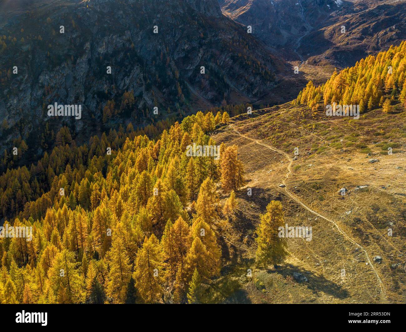 Hiking trail in the high mountain among golden larch forest on the ...
