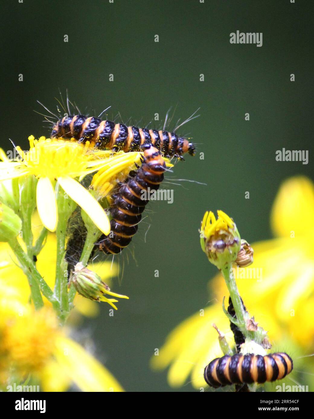 Cinnabar tyria jacobaeae black hi-res stock photography and images - Alamy