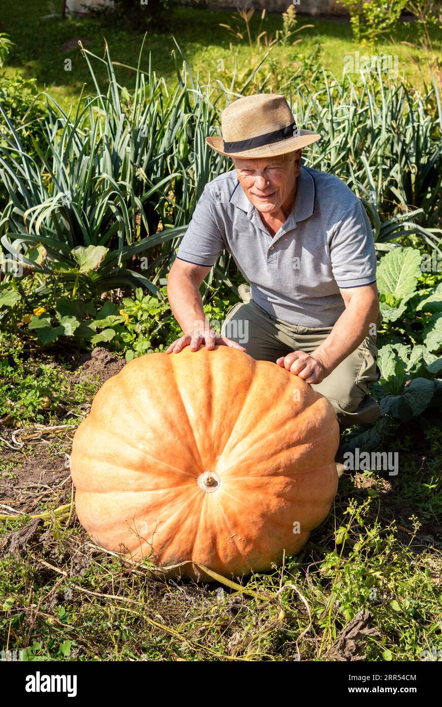 Elderly man with big orange pumpkin in the vegetable garden Stock Photo ...