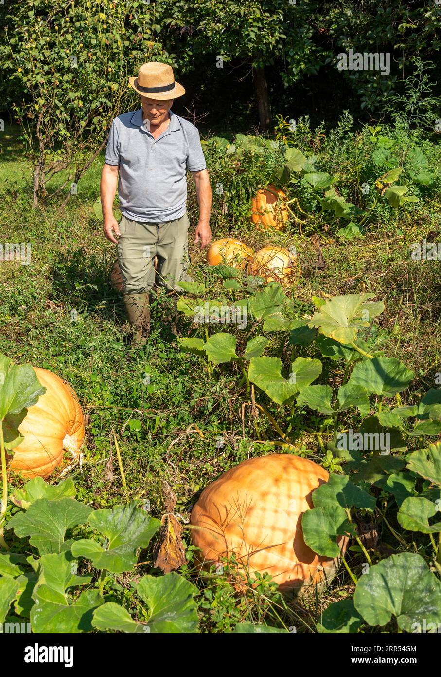 Elderly man with big orange pumpkins in the vegetable garden Stock ...