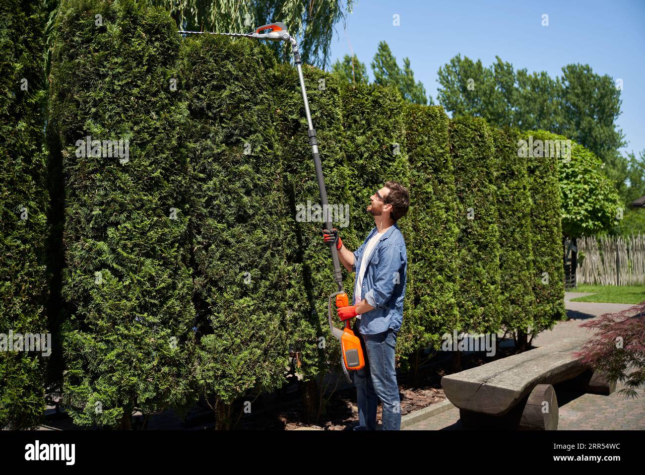 Positive male landscaper cutting top of overgrown thujas with motorized ...