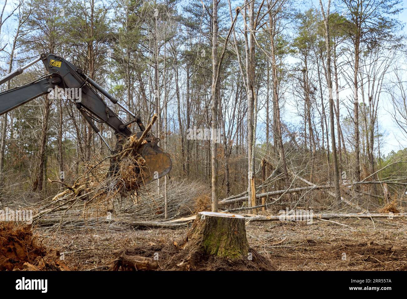 An excavator is used to uproot trees found in forest worker prepare ...