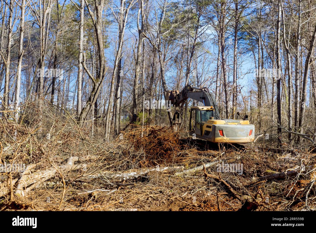 With help of an excavator worker uproots trees in forest, preparing ...