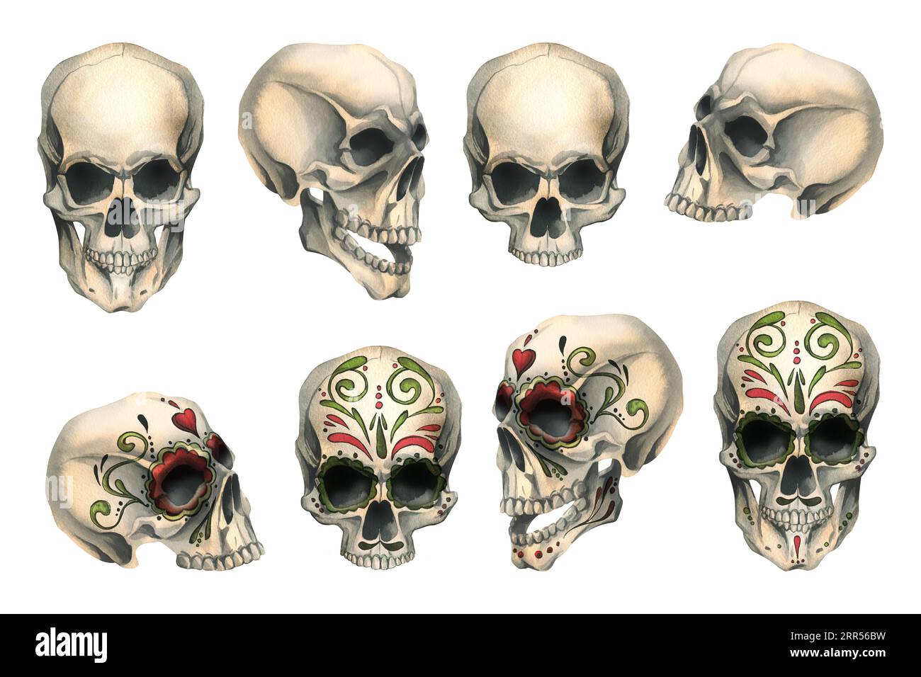 Human skulls front side view with colored ornaments and without. Hand ...