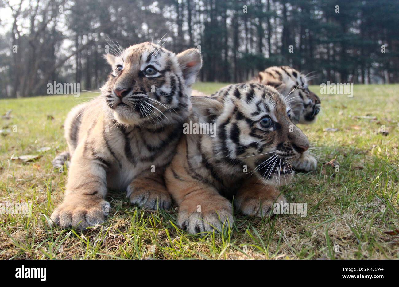 Tiger debut hi-res stock photography and images - Alamy
