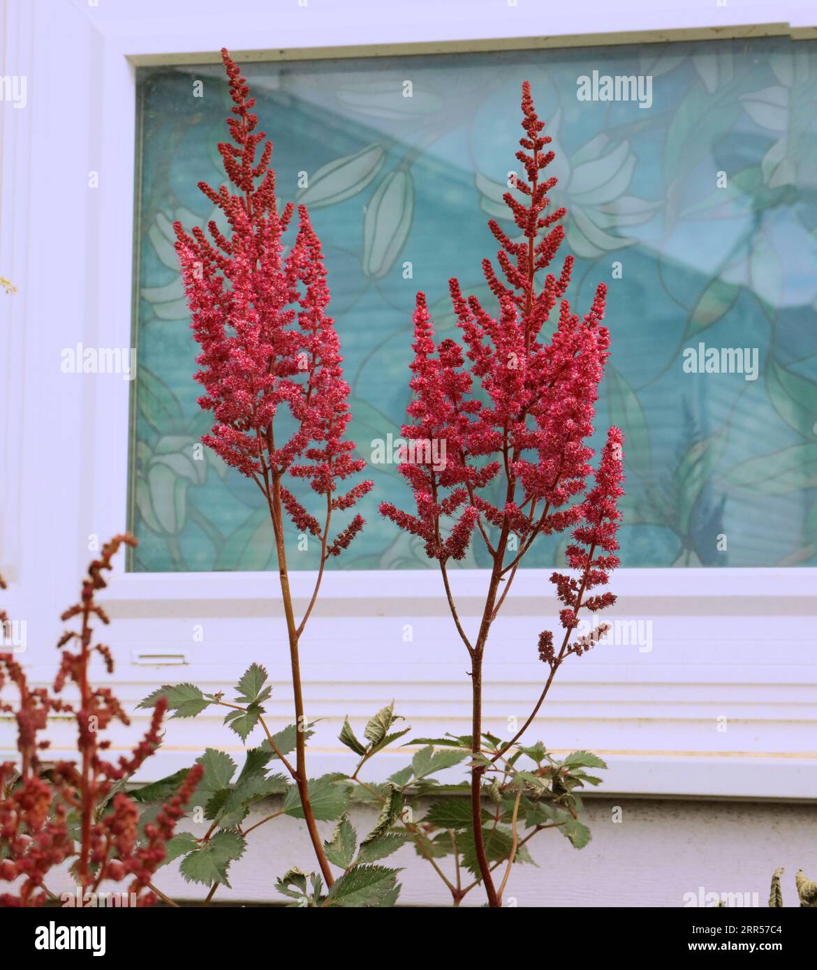 Stalking of flowering Lowlands Ruby Red, Astilbe chinensis, with plumes ...