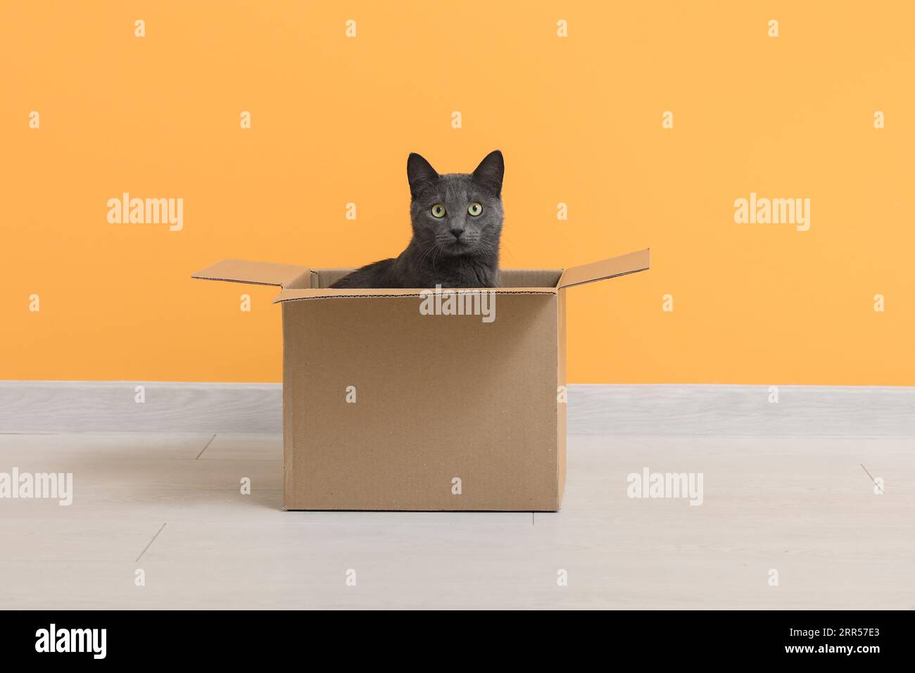 Cute British cat sitting in box on floor near yellow wall Stock Photo ...