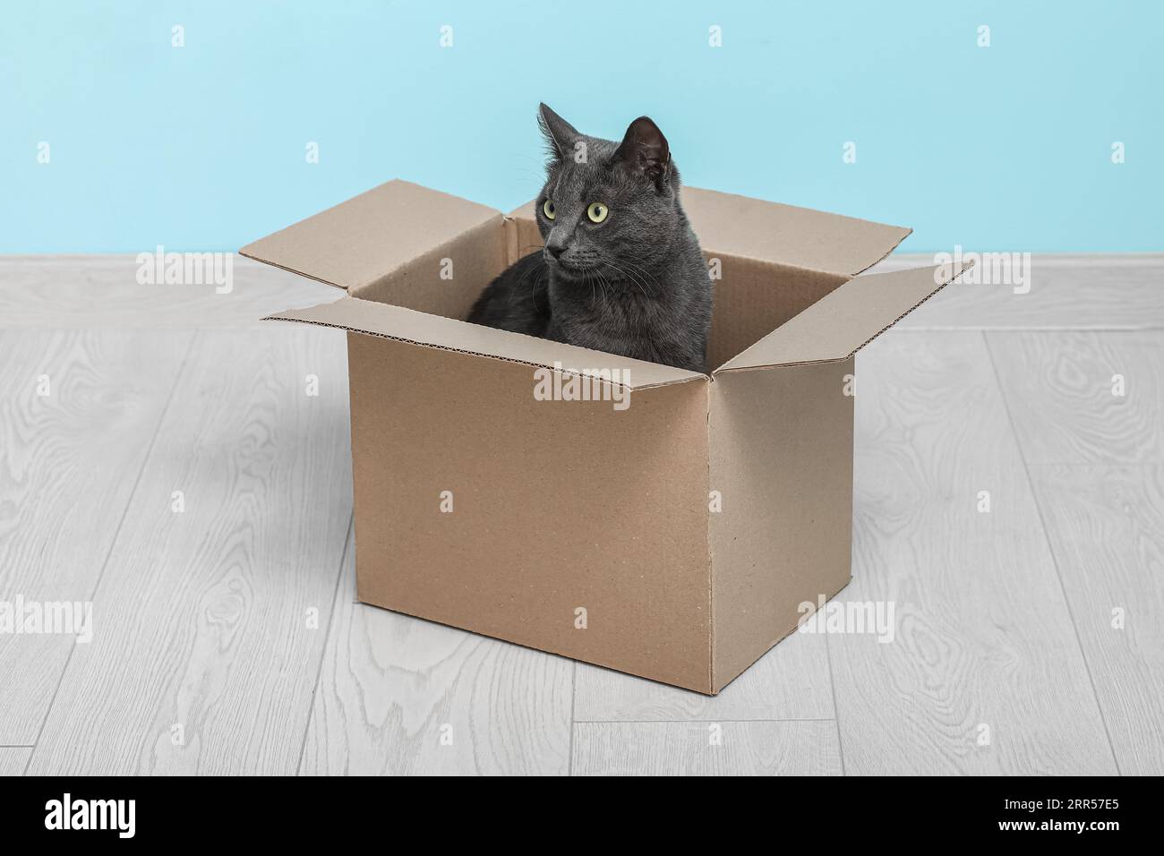Cute British cat sitting in box on floor near blue wall Stock Photo - Alamy