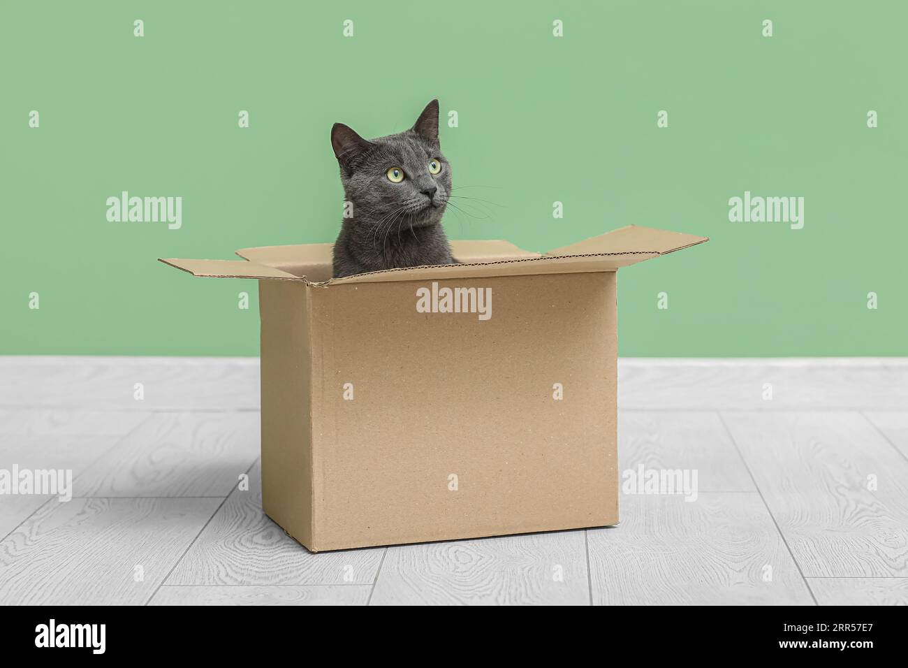 Cute British cat sitting in box on floor near green wall Stock Photo ...
