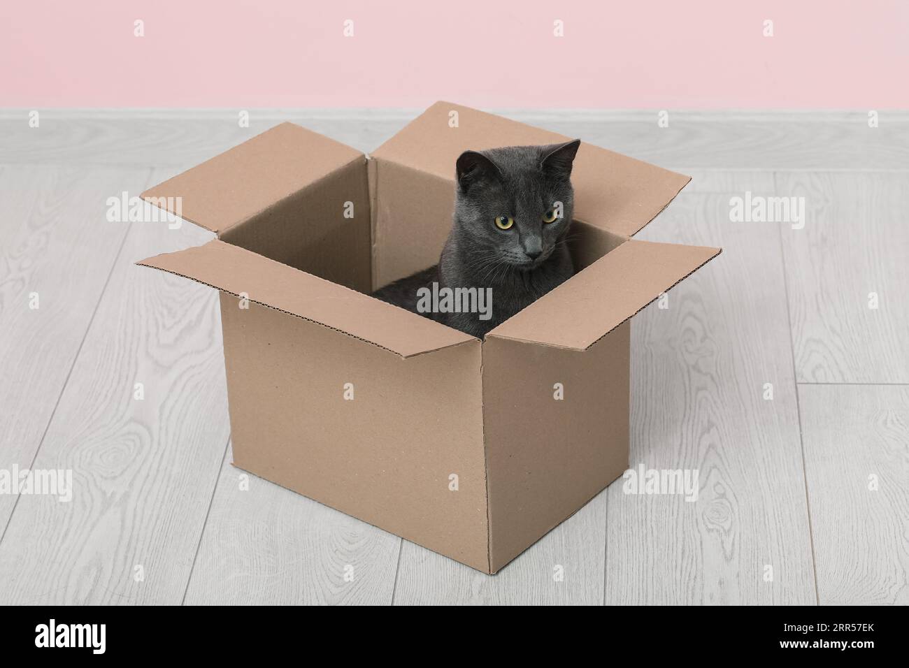 Cute British cat sitting in box on floor near pink wall Stock Photo - Alamy