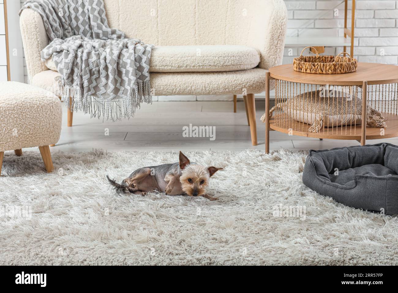 Cute small Yorkshire terrier dog with pet bed in living room at home ...
