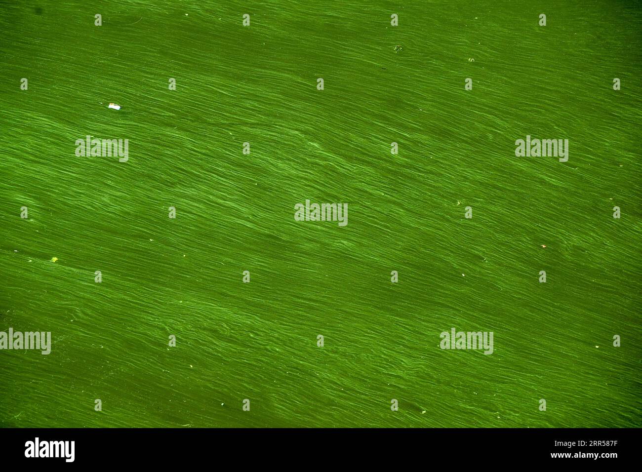 Berlin, Germany. 06th Sep, 2023. Blue-green algae can be seen on the ...