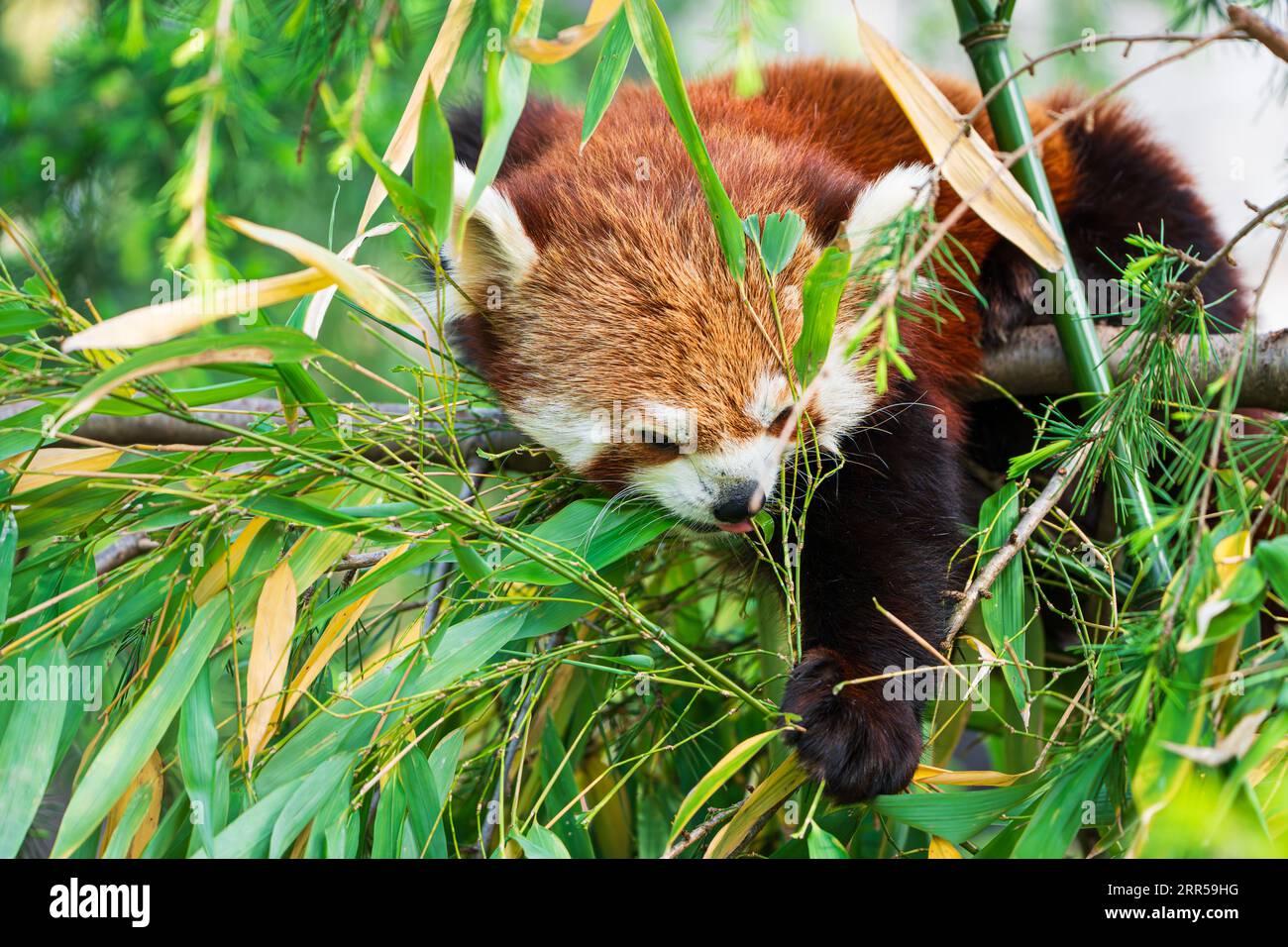 Red panda bear climbing tree. close-up of a rare red panda Stock Photo ...