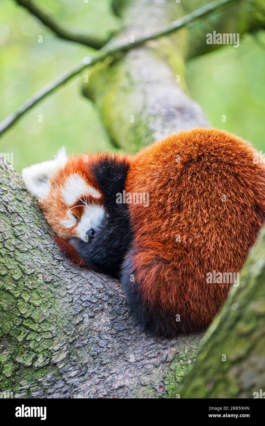 Red panda bear climbing tree. close-up of a rare red panda Stock Photo ...