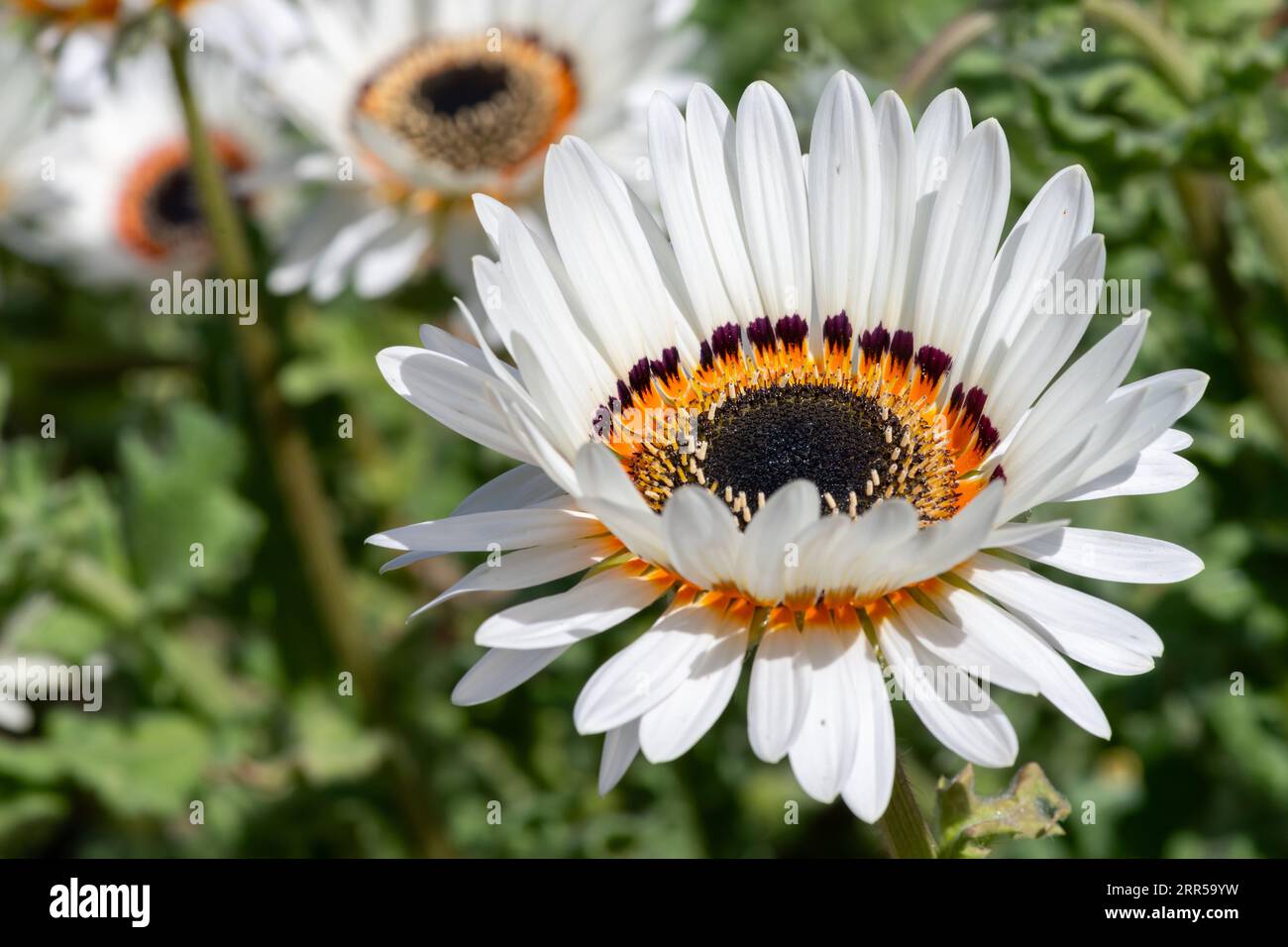 Zulu prince daisy hi-res stock photography and images - Alamy