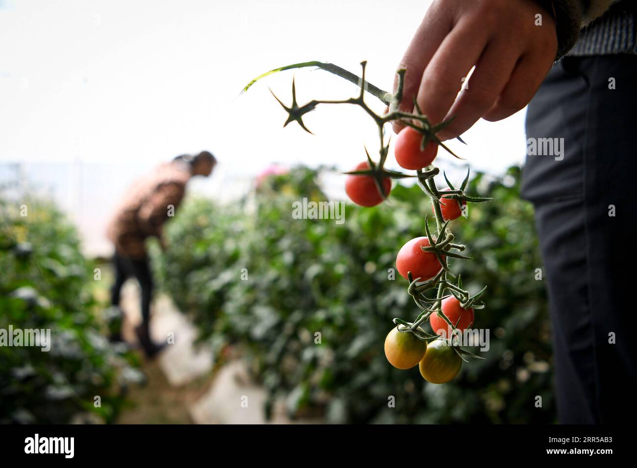 Fire greenhouses hi-res stock photography and images - Alamy