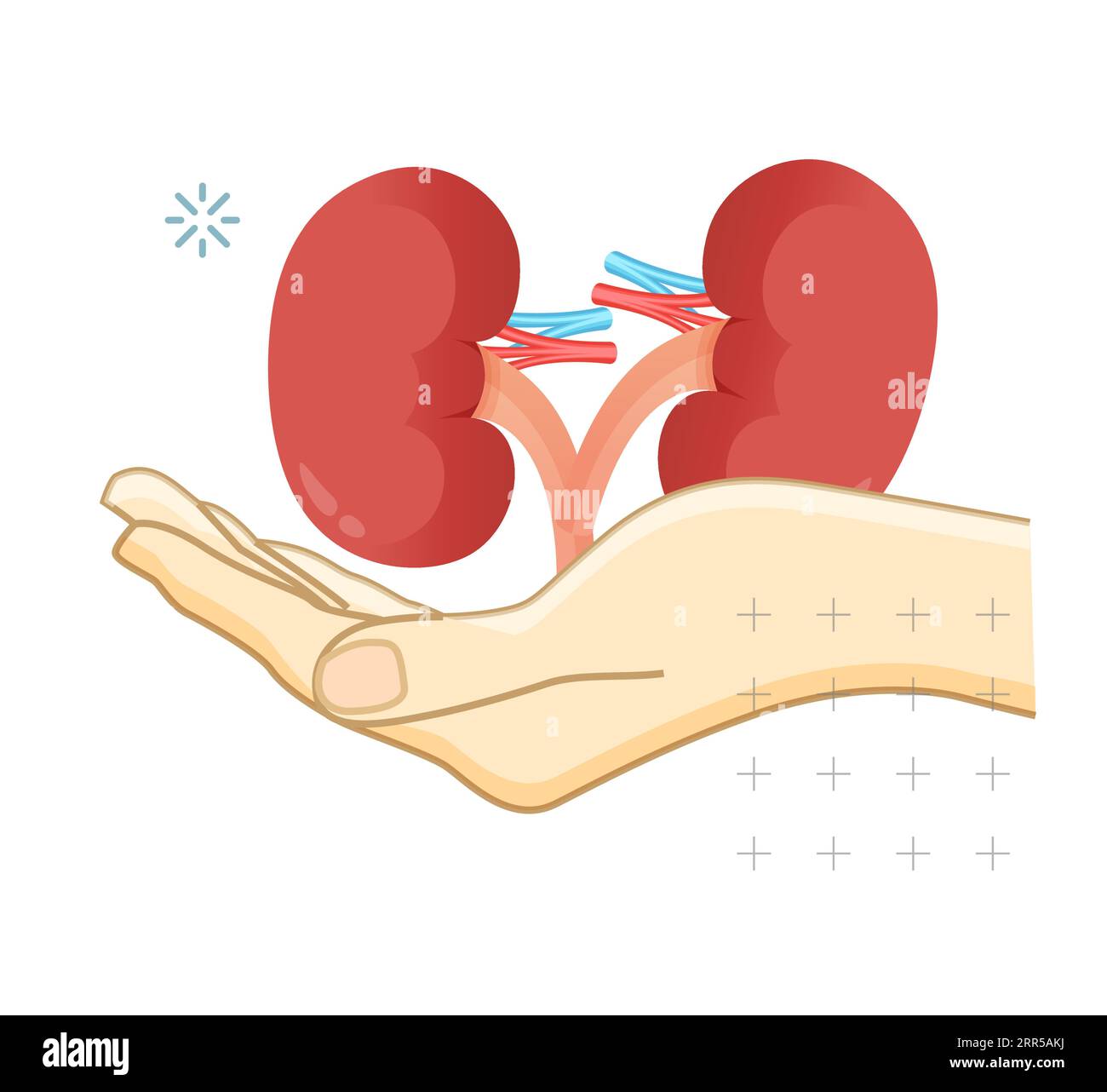 Donate Kidney - Save Life - Stock Illustration as EPS 10 File Stock ...