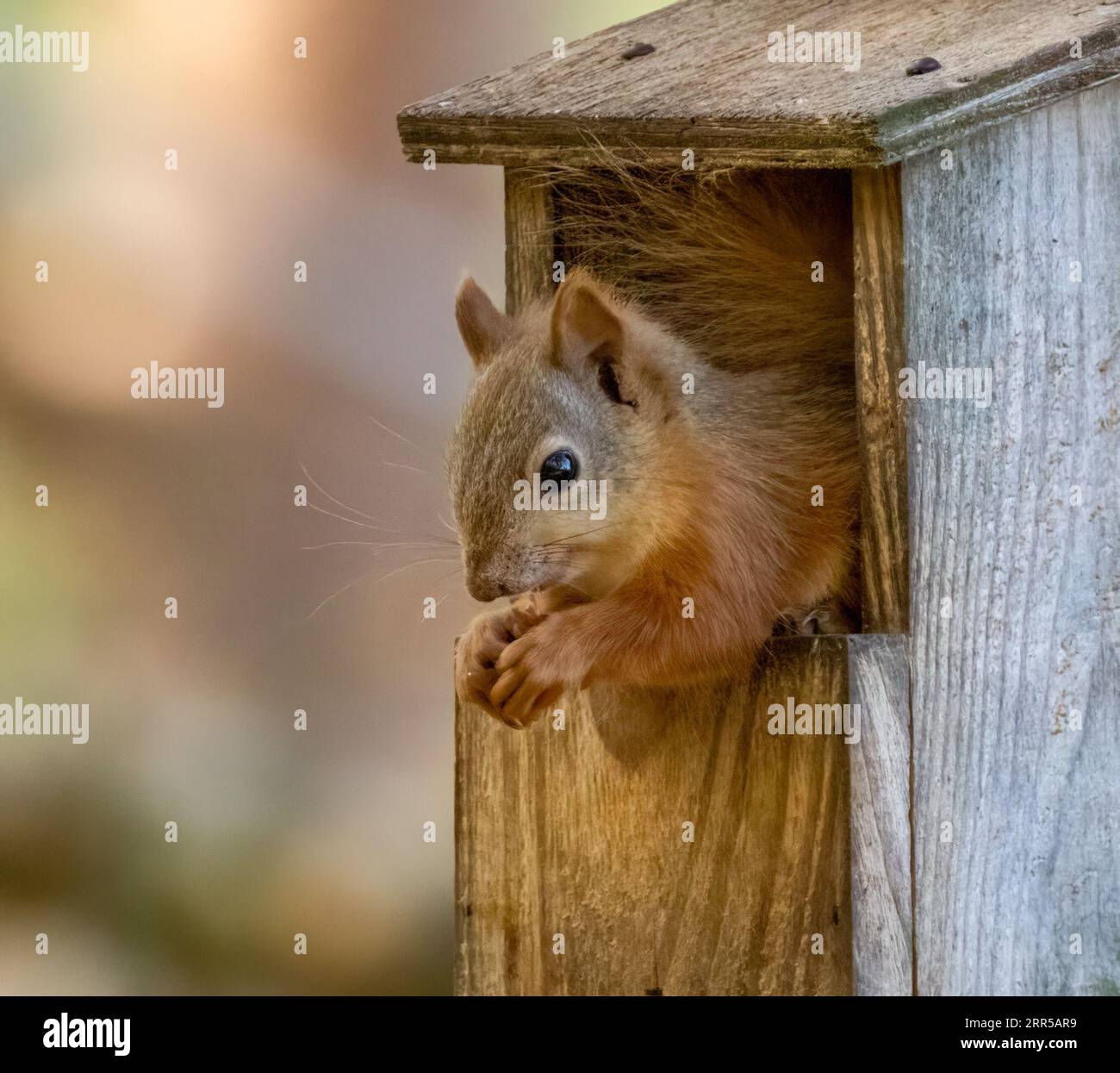 Cute and funny little scottish red squirrel sitting in a bird box ...