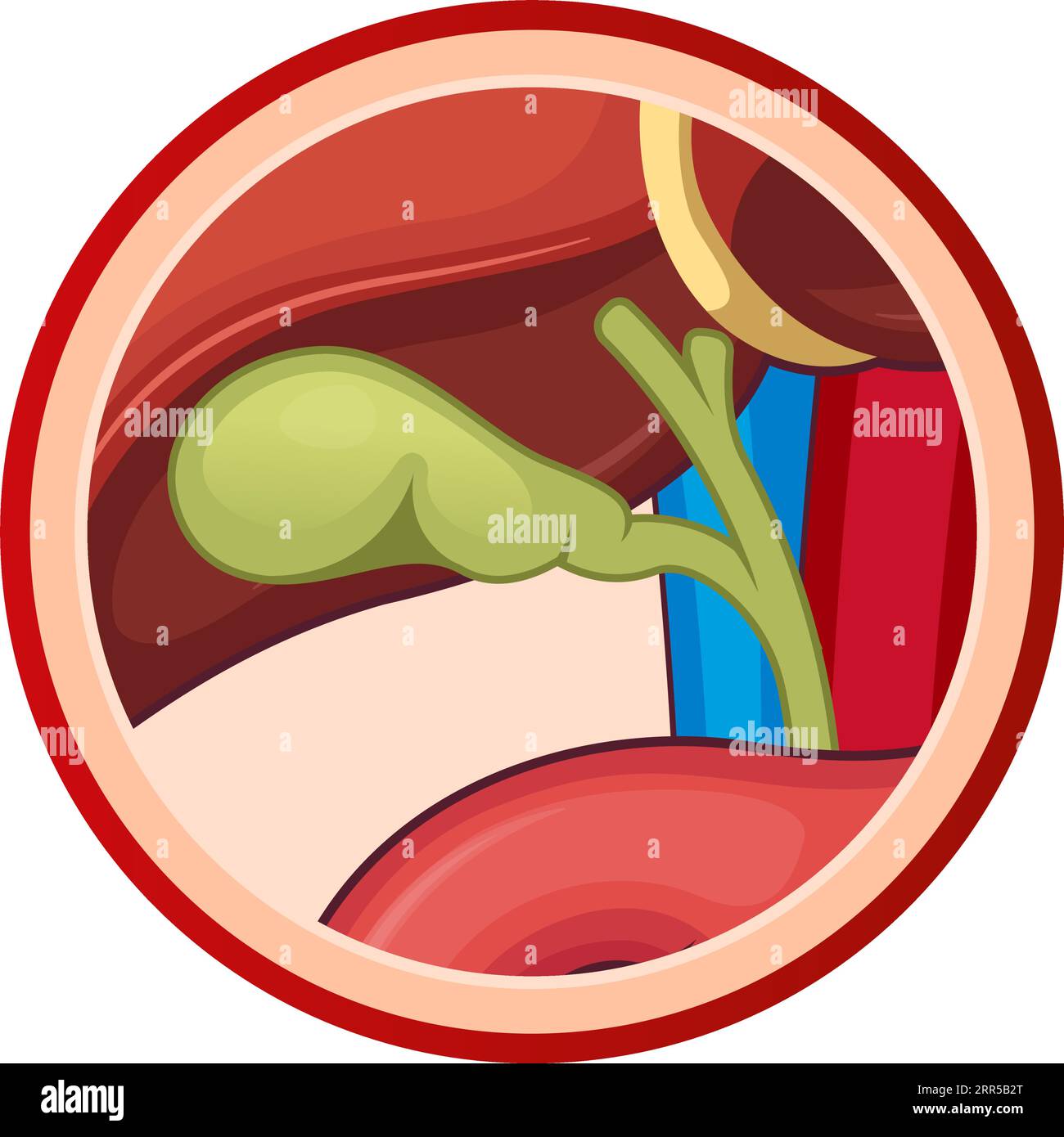 Gall Bladder - Liver Icon stock illustration as EPS 10 File Stock ...