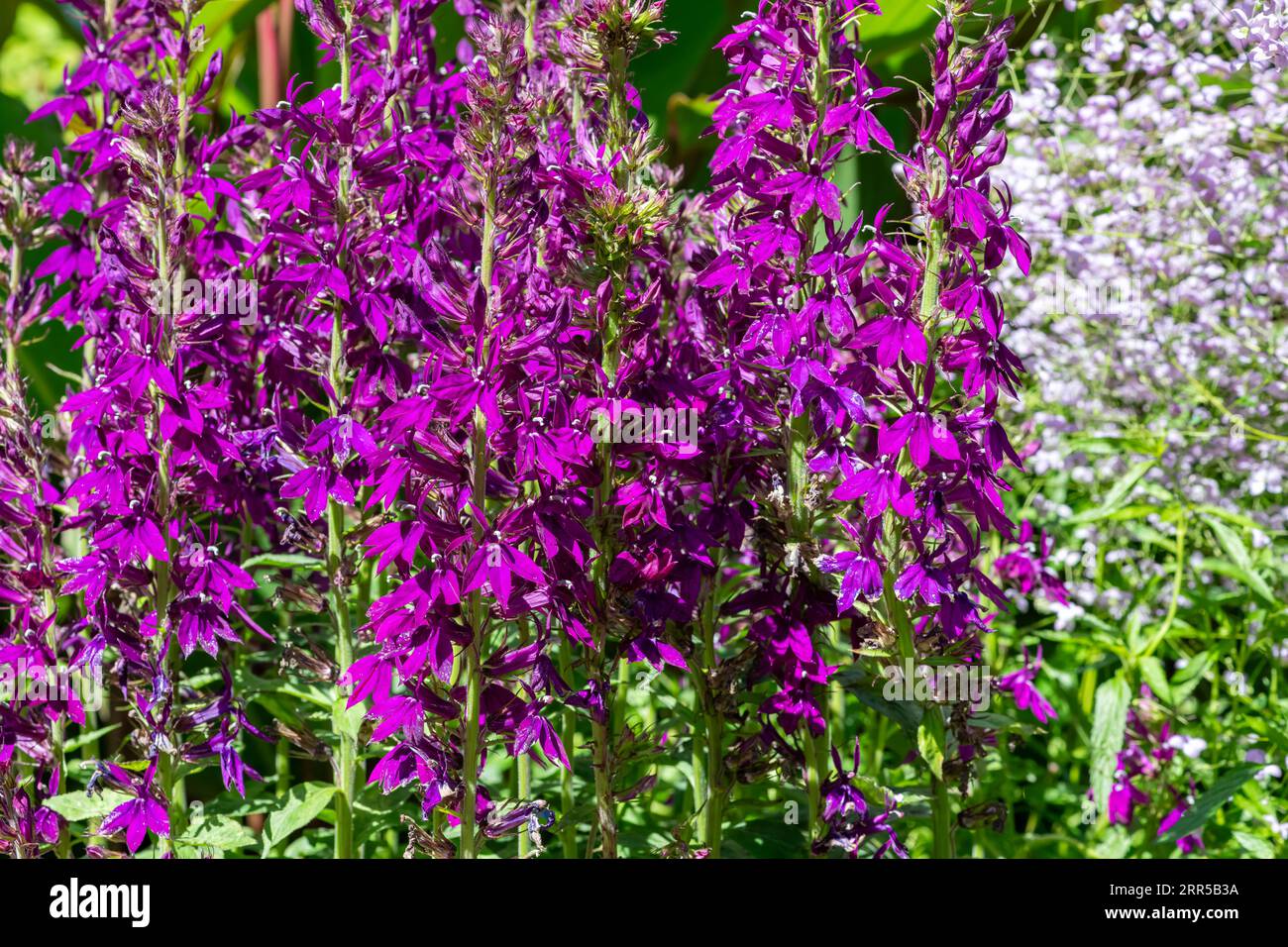 Close up of a purple cardinal flower (lobelia cardinalis) in bloom ...