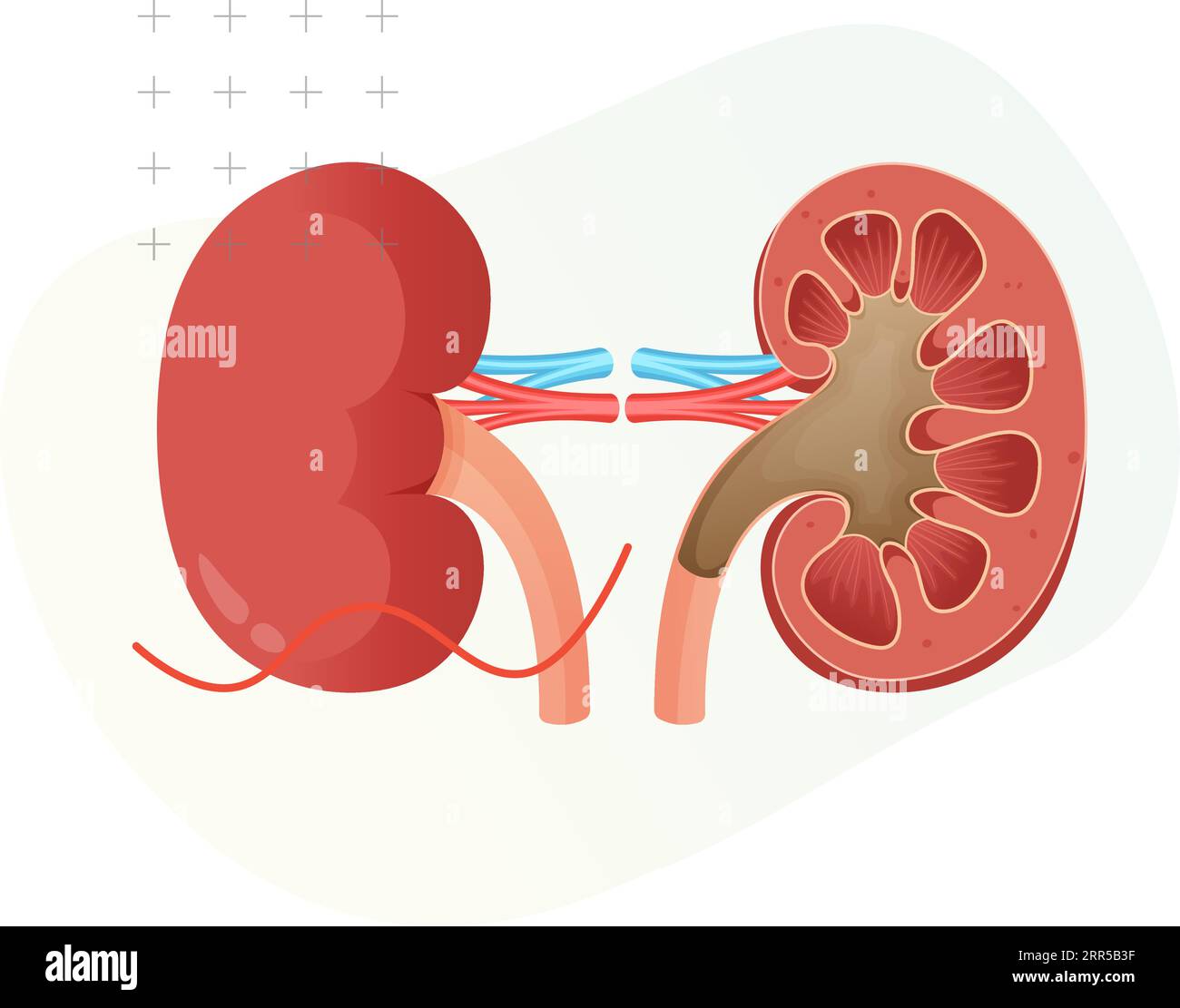 For urinary tract Stock Vector Images - Alamy
