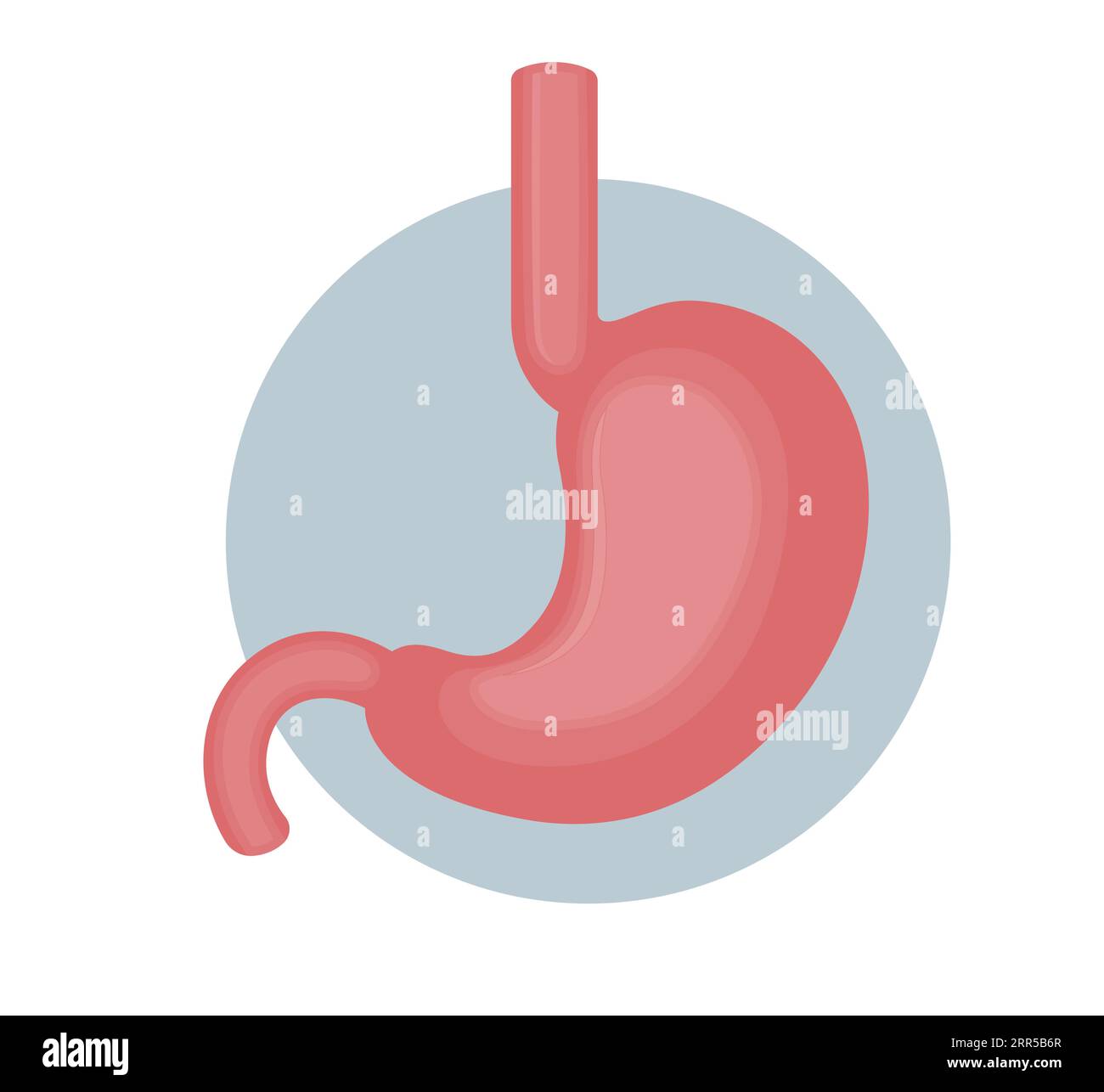 Human stomach lining hi-res stock photography and images - Alamy