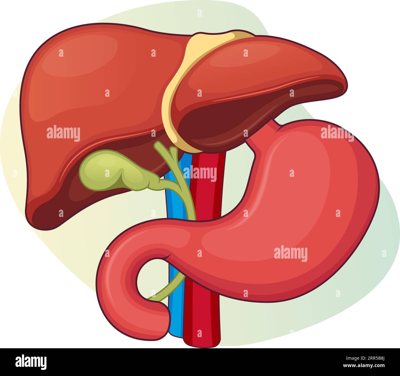 Gall Bladder Icon Stock Illustration as EPS 10 File Stock Vector Image ...
