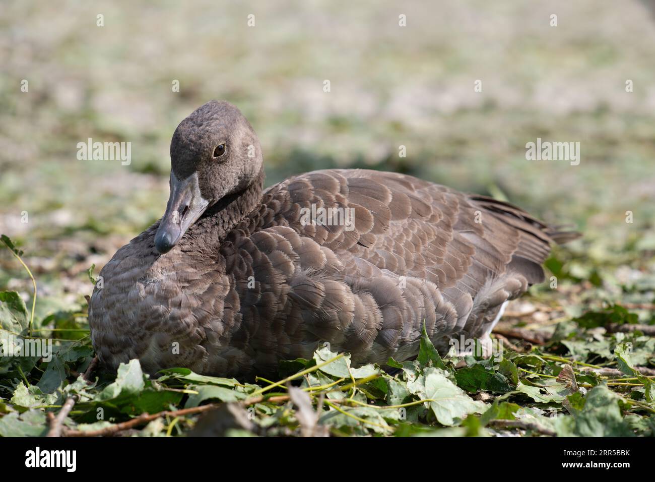 A gray wild goose sits on broken green leaves lying on the ground. The ...