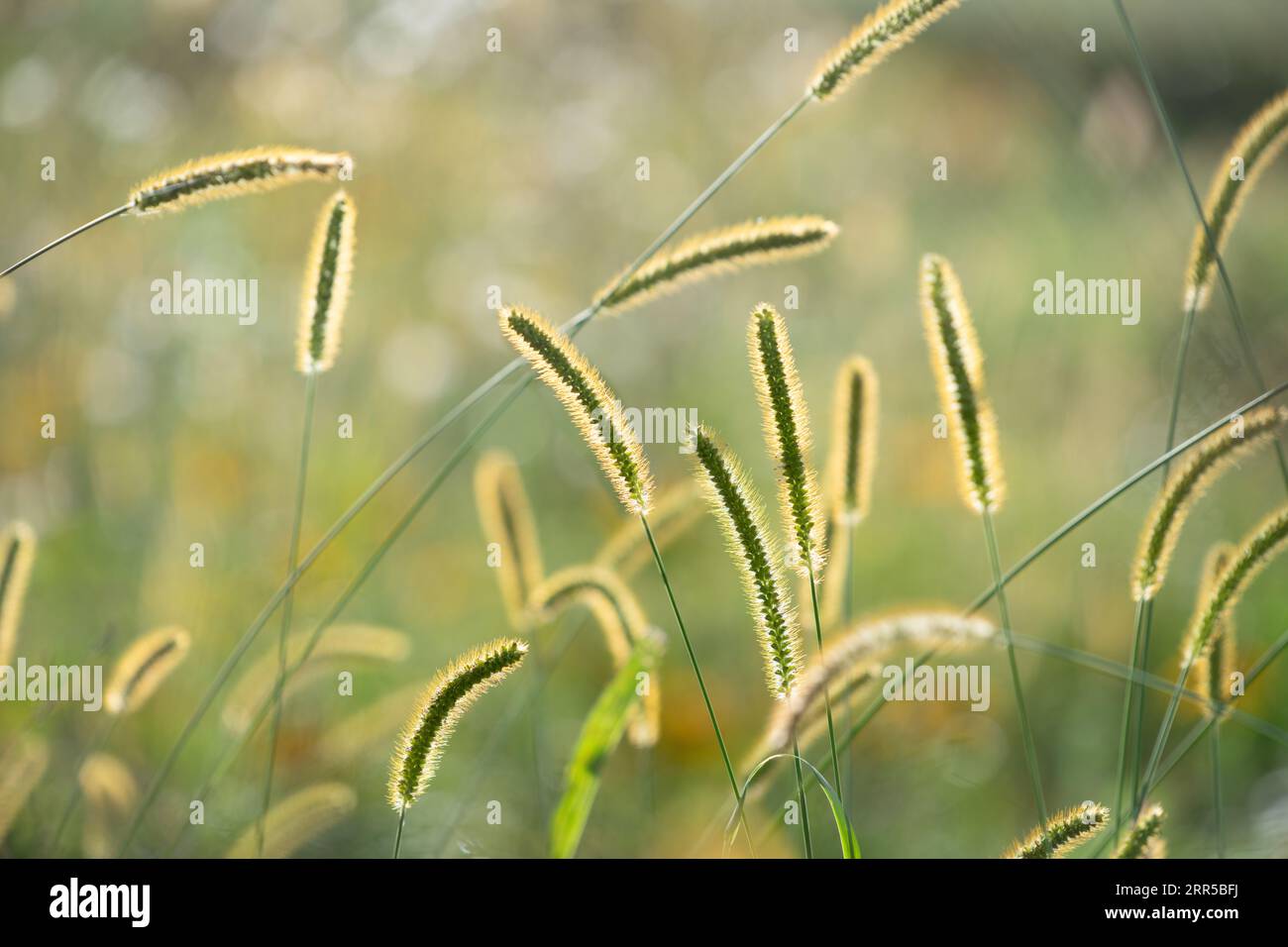 Grasses grow against the light on a meadow in summer. The sun shines ...