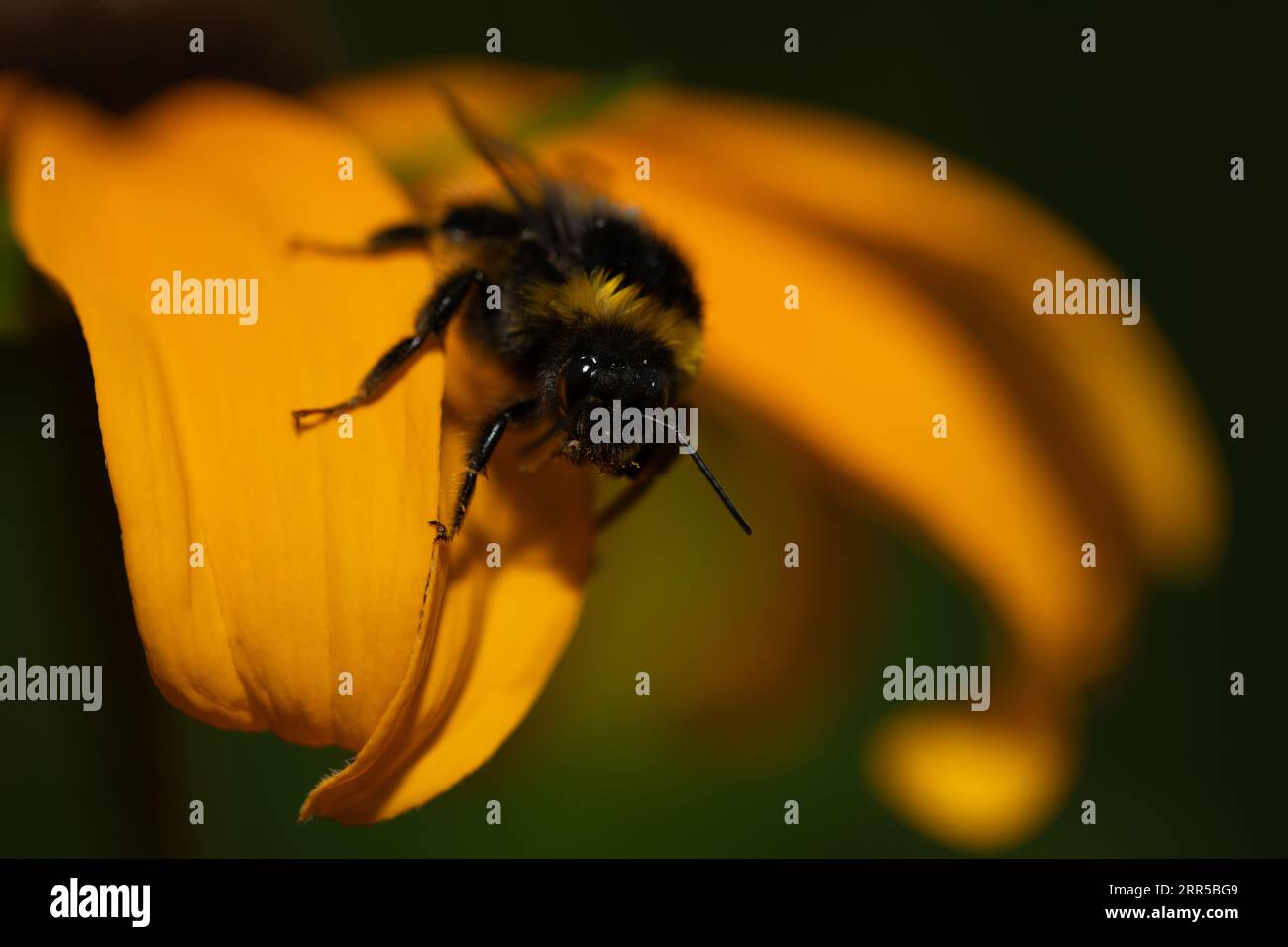 Close-up of a small bumble bee sitting on the yellow petal of a ...