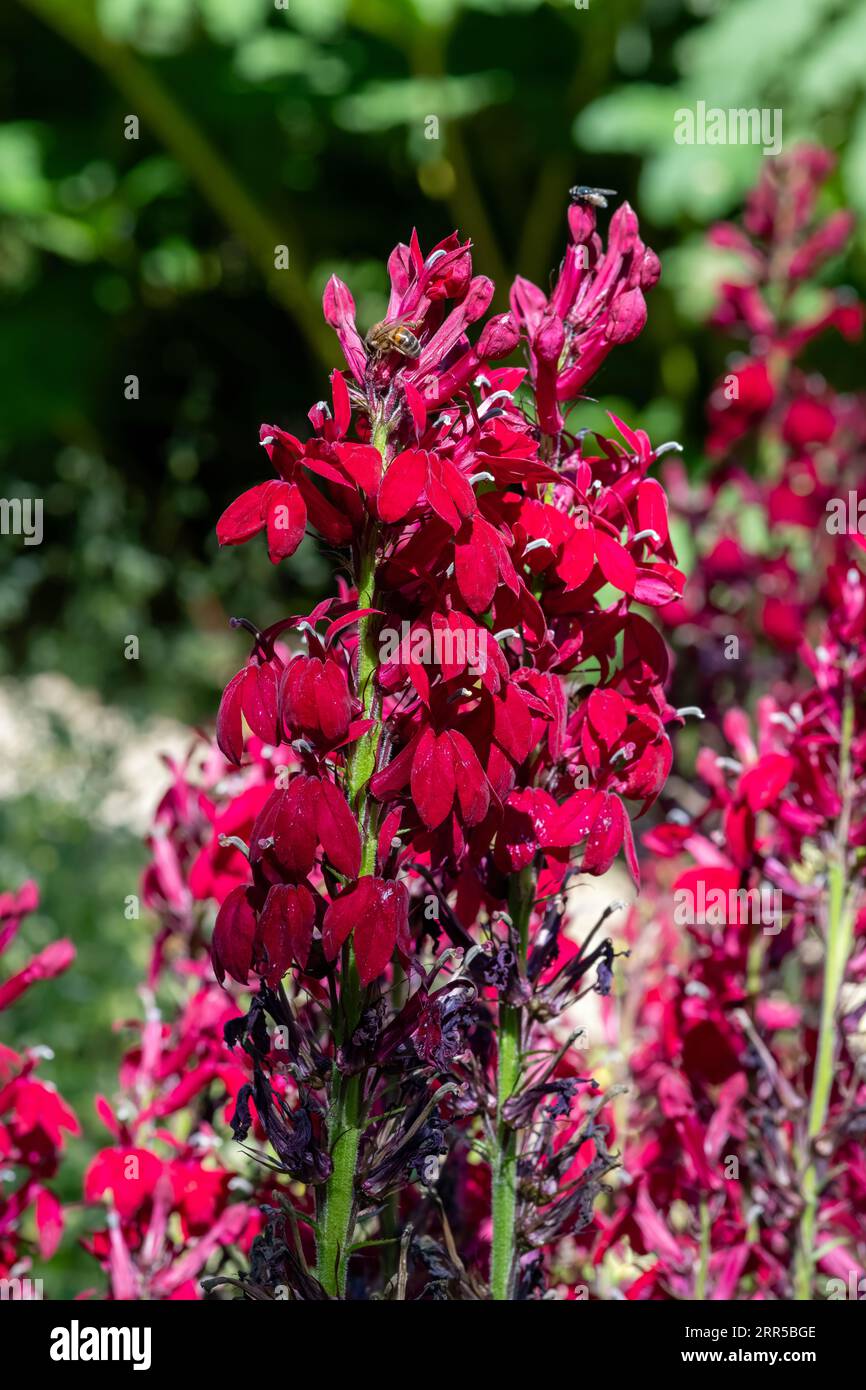 Close up of red cardinal flowers (lobelia cardinalis) in bloom Stock ...