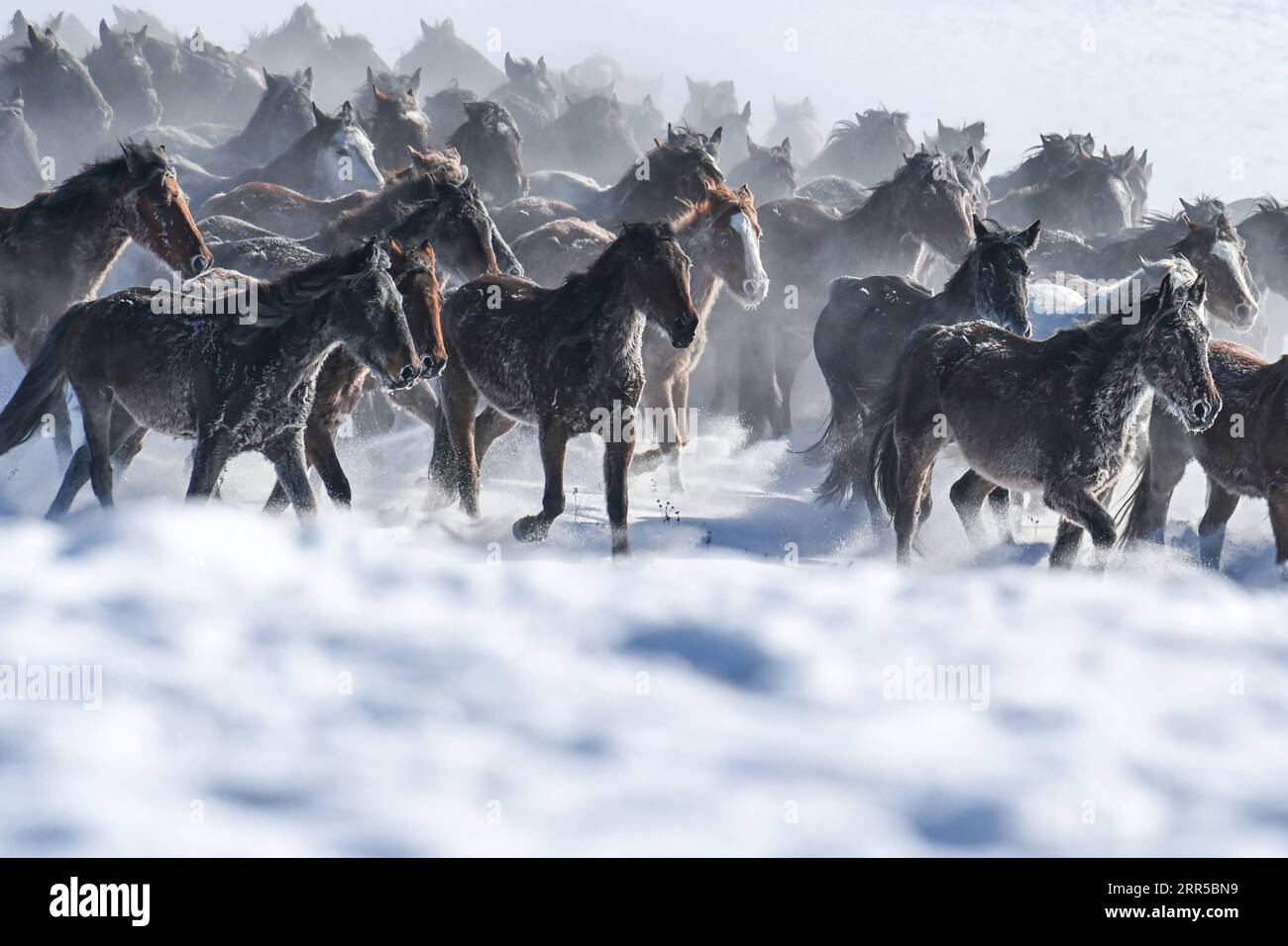 Chinese Horse Breeds