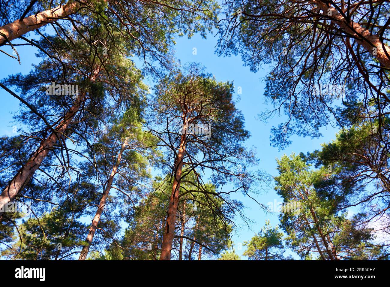 Bottom view of tall pines in the forest against the blue sky Stock ...