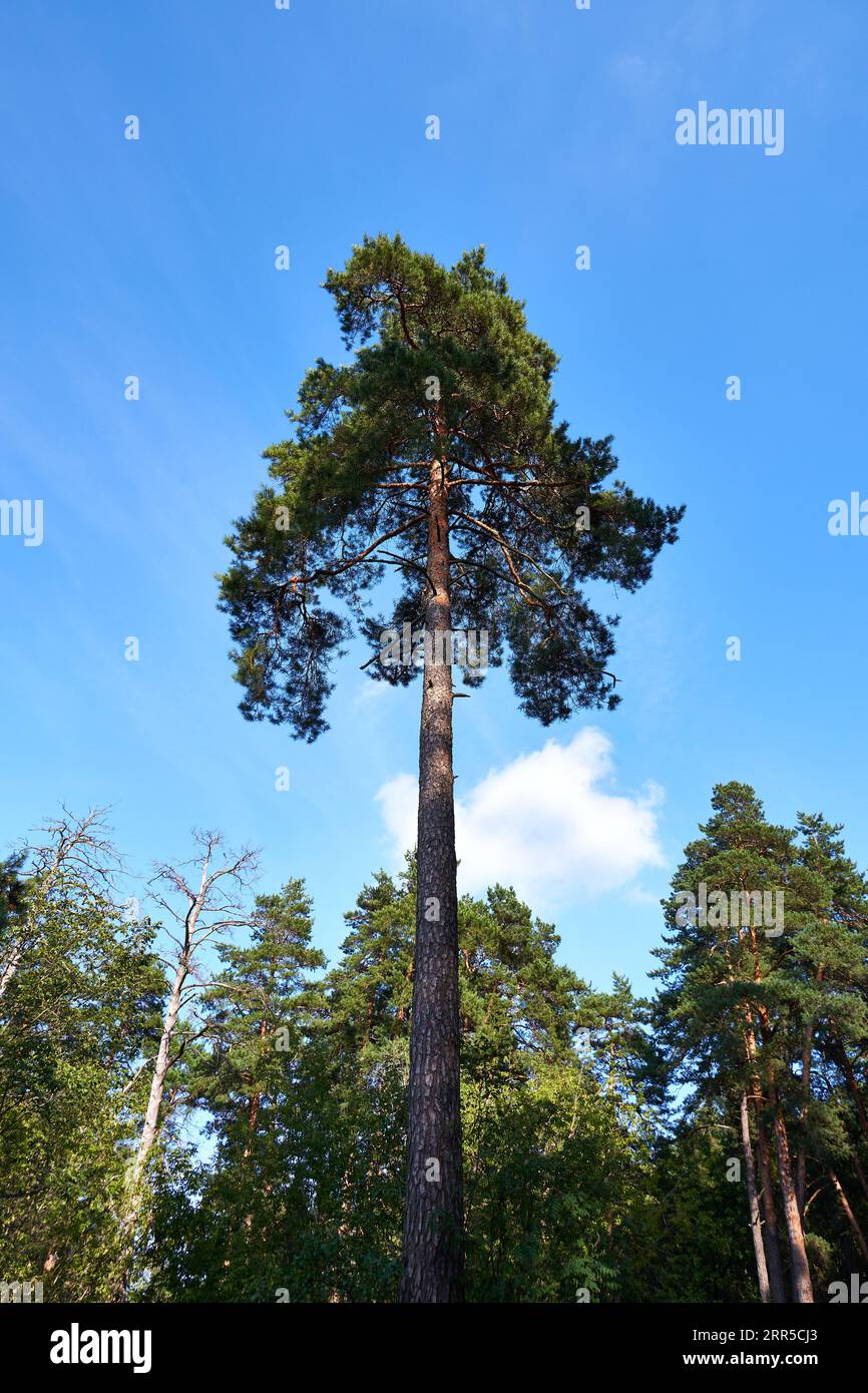 Tall and straight hi-res stock photography and images - Alamy