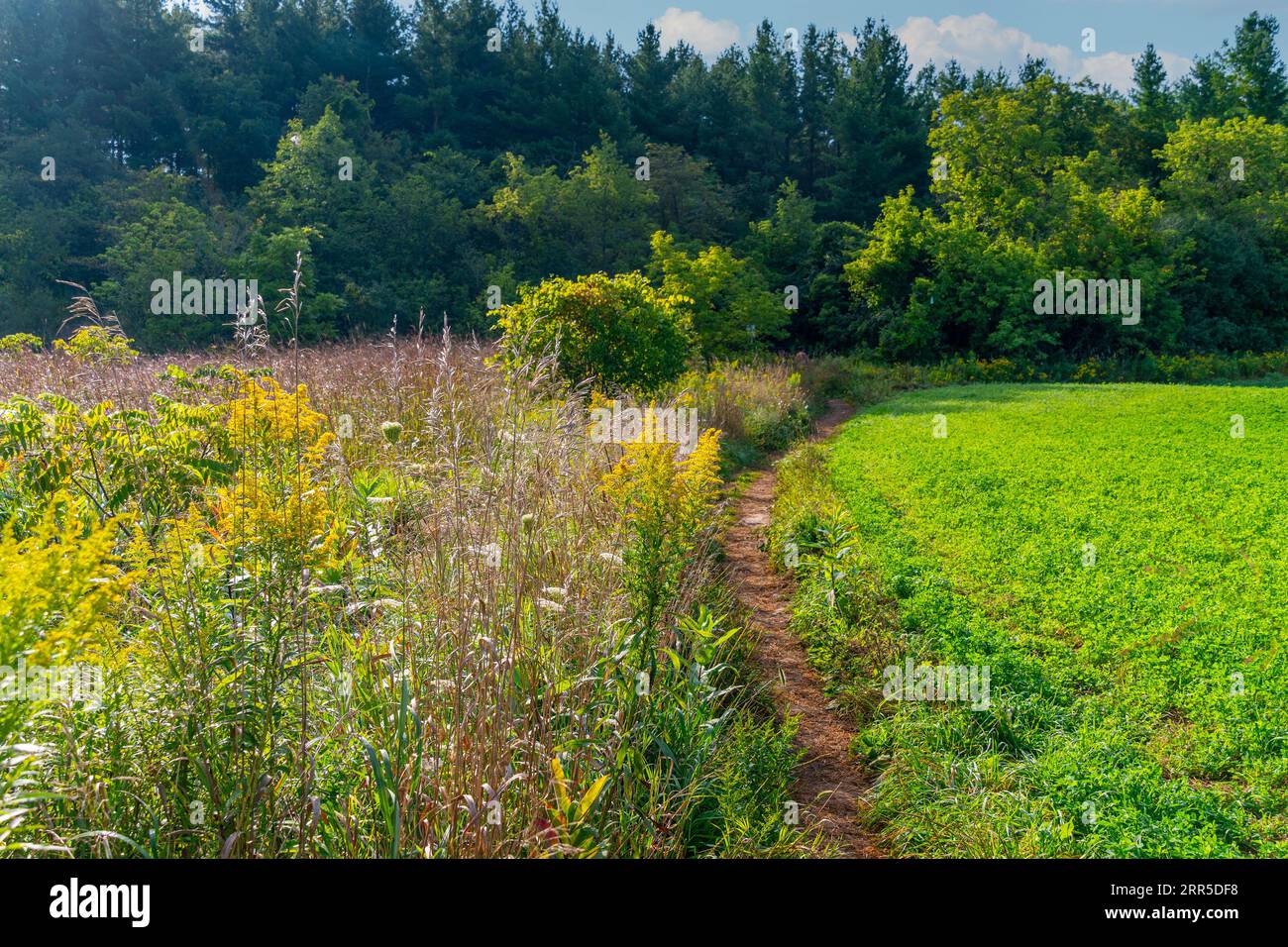 The path to the forest goes around the edge of a green field among tall ...